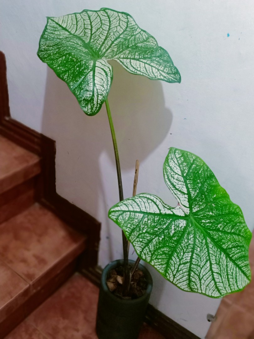 Giant White Christmas Caladium in Clay Pot, Furniture & Home Living ...