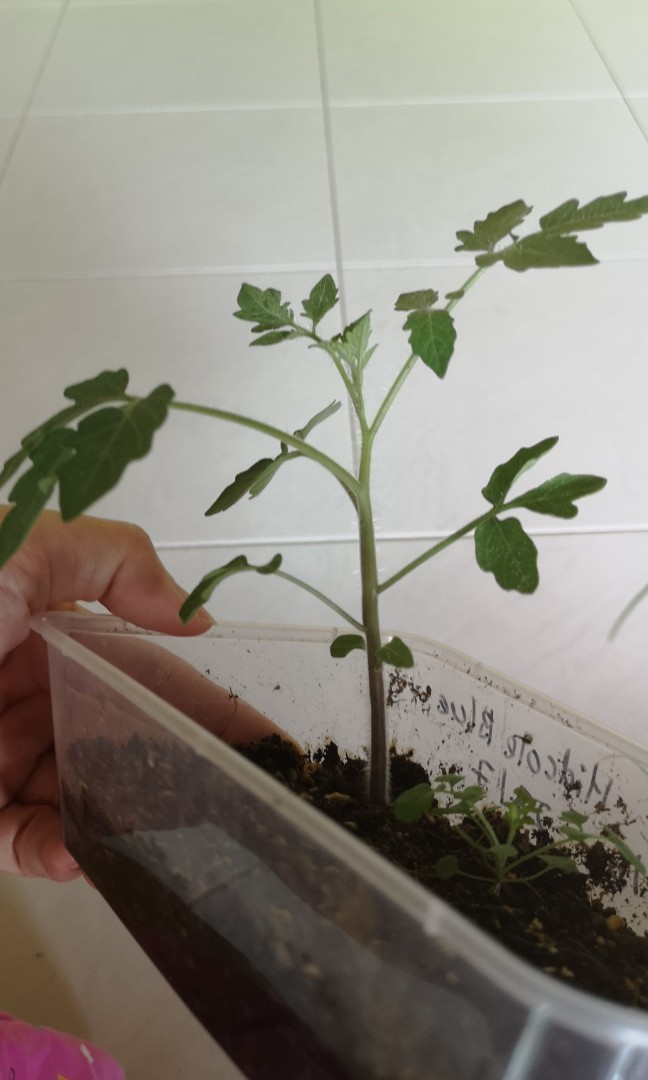 Japanese mini tomato plant, Furniture & Home Living, Gardening, Plants ...