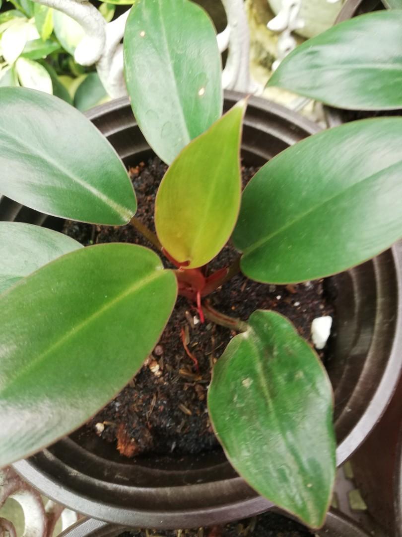 Philodendron dwarf red congo, Furniture & Home Living, Gardening ...