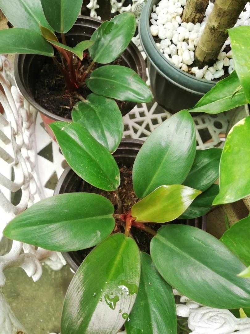 Philodendron dwarf red congo, Furniture & Home Living, Gardening ...