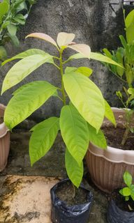 fruit seedlings - View all fruit seedlings ads in Carousell Philippines