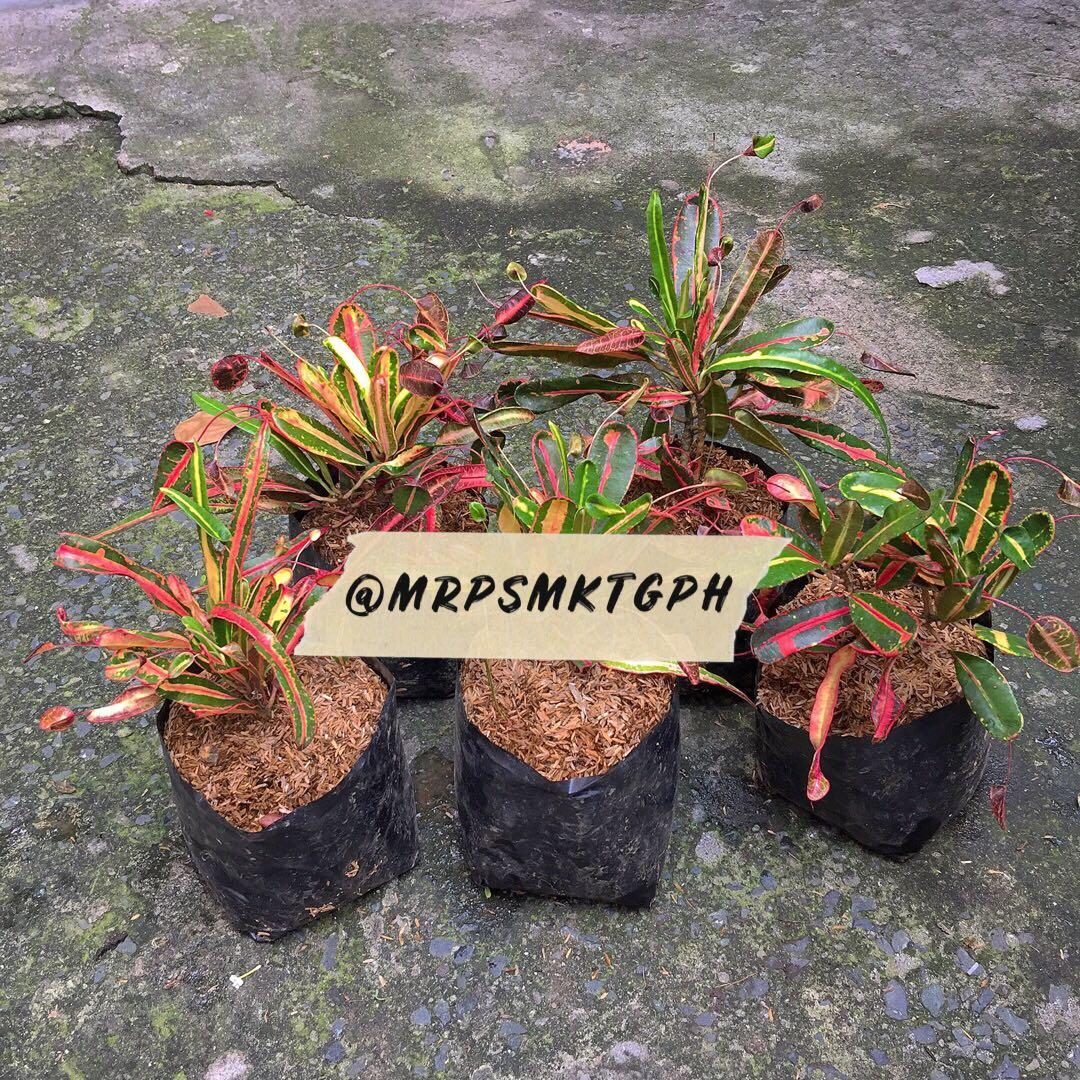 Croton Victoria Gold Bell, Furniture & Home Living, Gardening, Plants ...