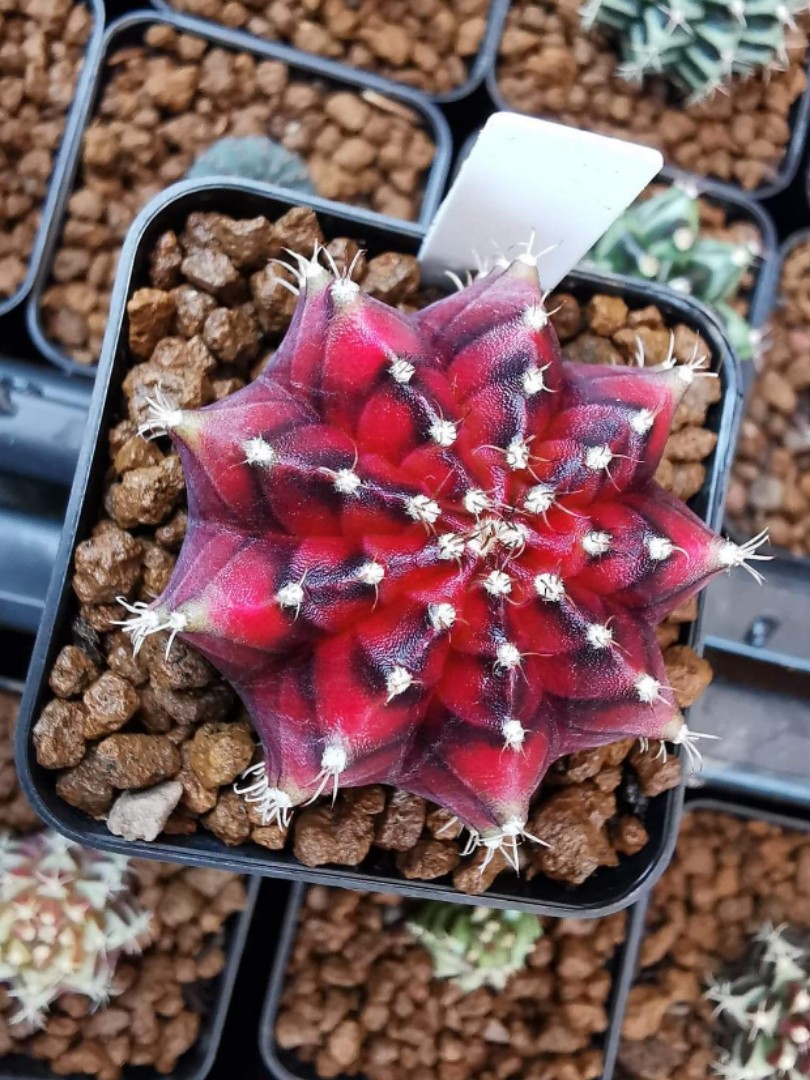 Gymnocalycium ruby star, Furniture & Home Living, Gardening, Plants ...