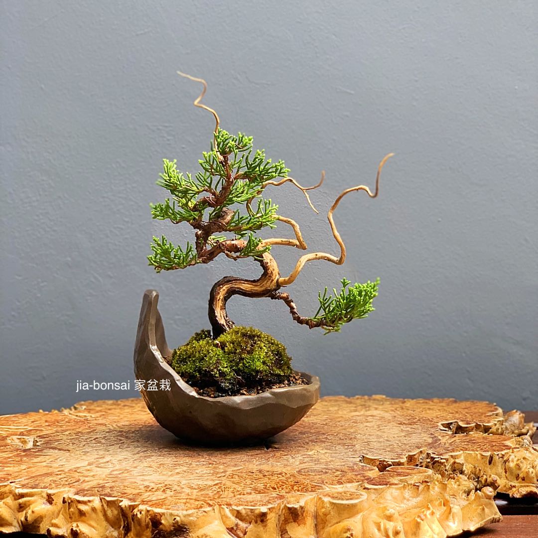 MAME Japanese Shimpaku Bonsai, Furniture & Home Living, Gardening ...