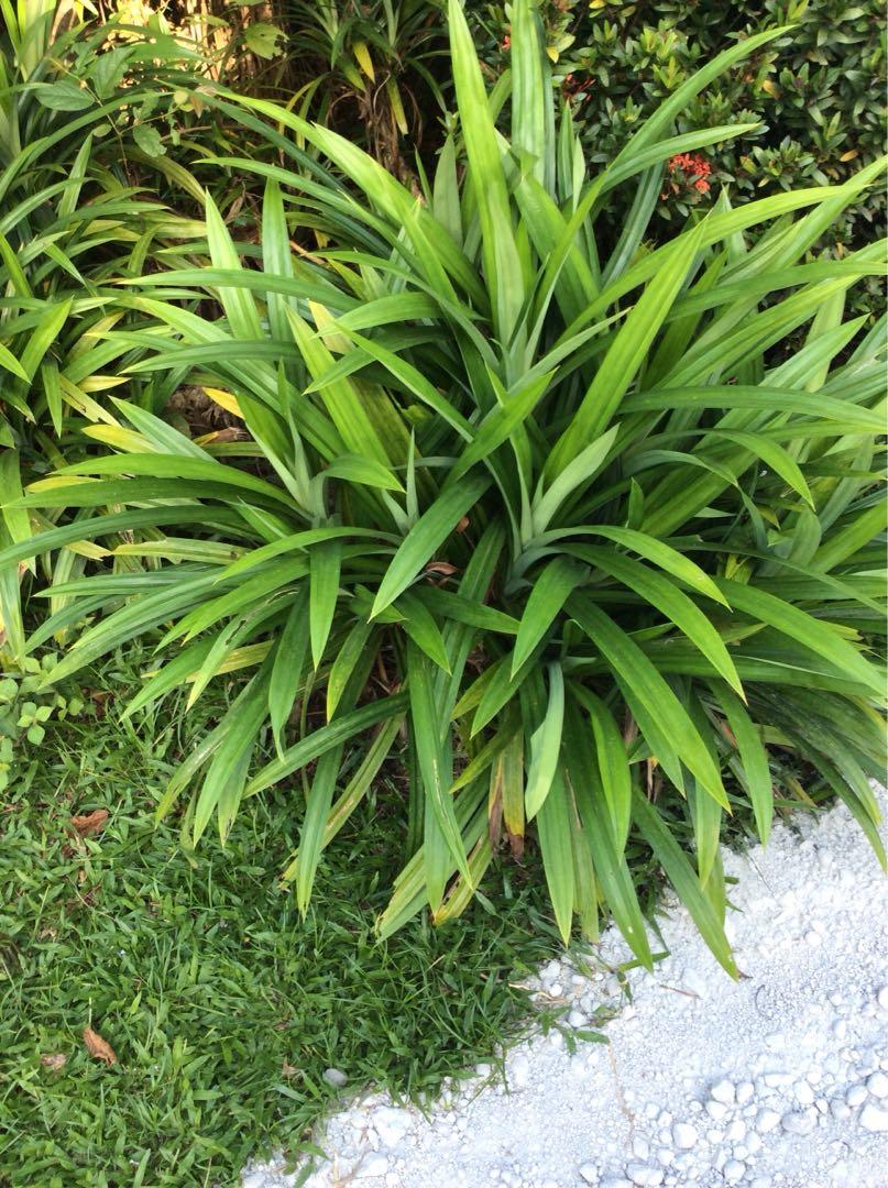 Pokok pandan, Furniture & Home Living, Gardening, Plants & Seeds on ...