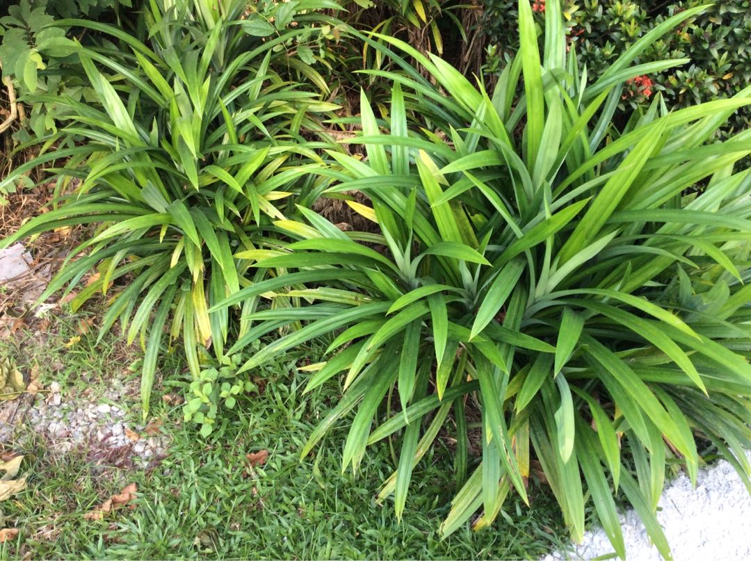 Pokok pandan, Furniture & Home Living, Gardening, Plants & Seeds on ...