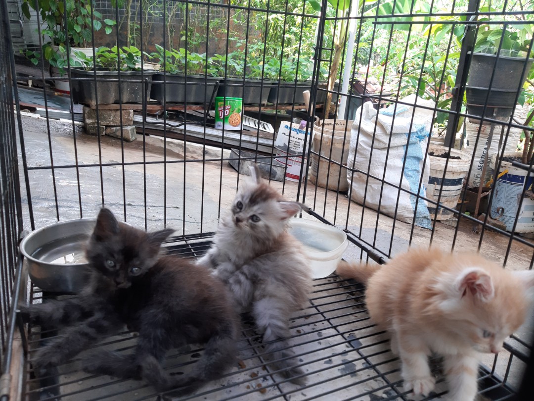 Anak Kucing Persia Medium, Perlengkapan Hewan, Makanan Hewan di Carousell