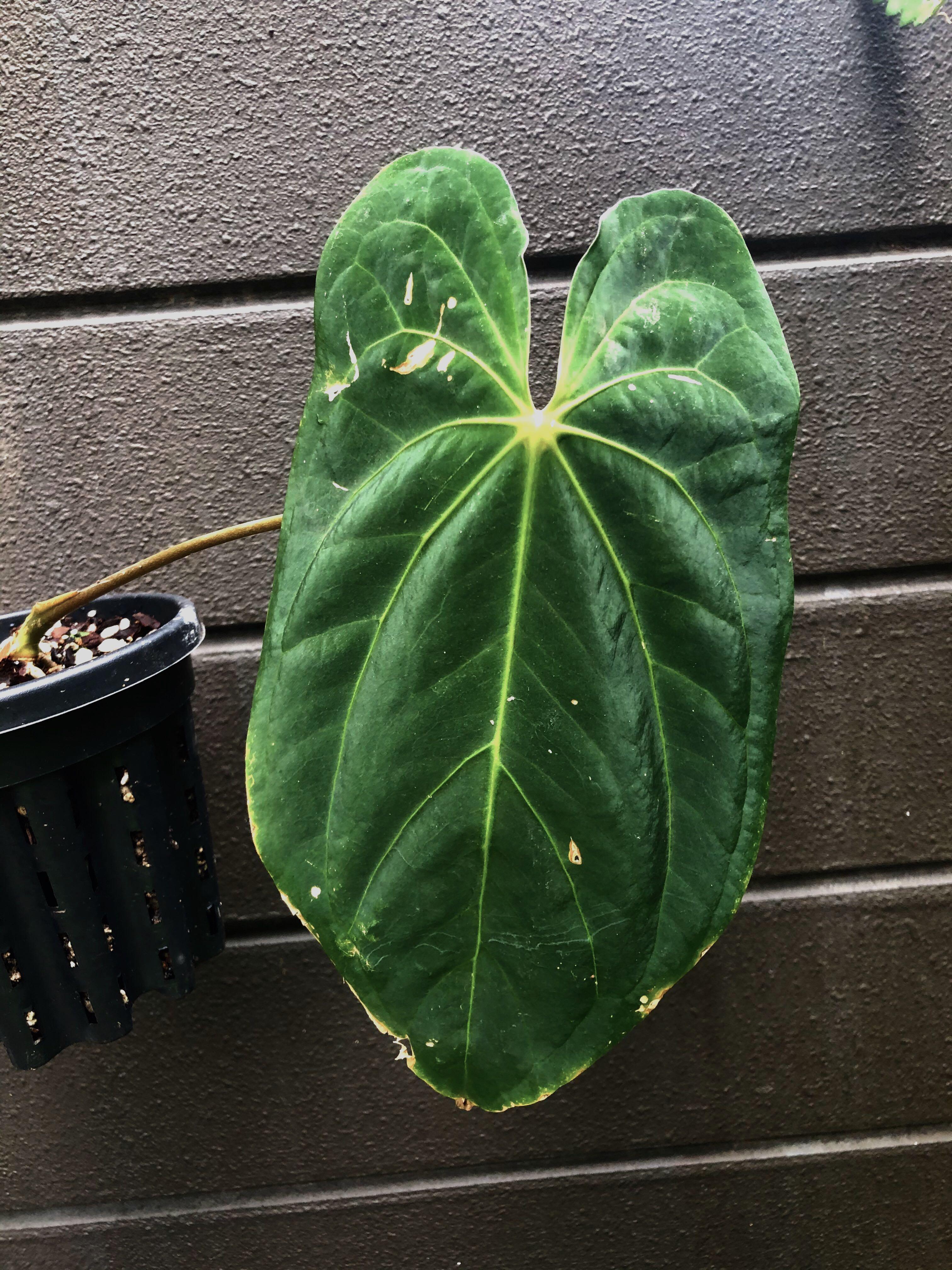 Anthurium papillilaminum x dark mama (dark form), Furniture & Home Living, Gardening, Plants ...