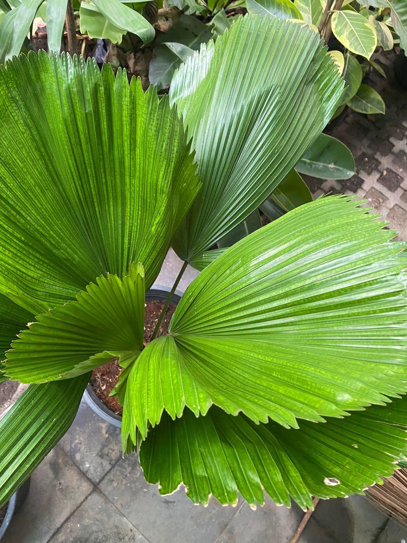 Licuala grandis 2.5 - 3ft, Furniture & Home Living, Gardening, Plants ...