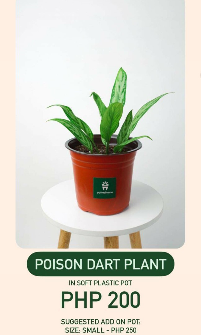 POISON DART PLANT, Furniture & Home Living, Gardening, Plants & Seeds ...