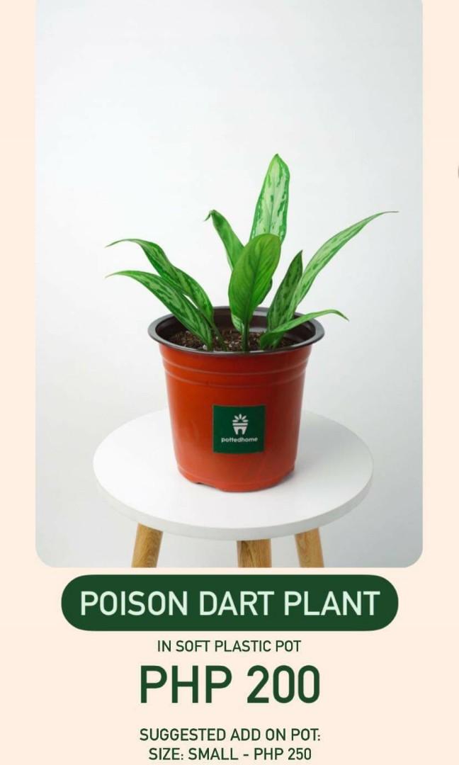 POISON DART PLANT, Furniture & Home Living, Gardening, Plants & Seeds ...