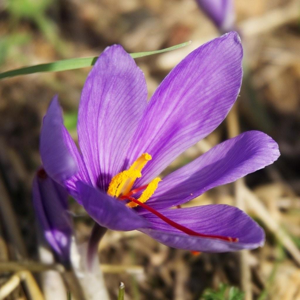 Saffron Crocus Flower Seeds | Best Flower Site