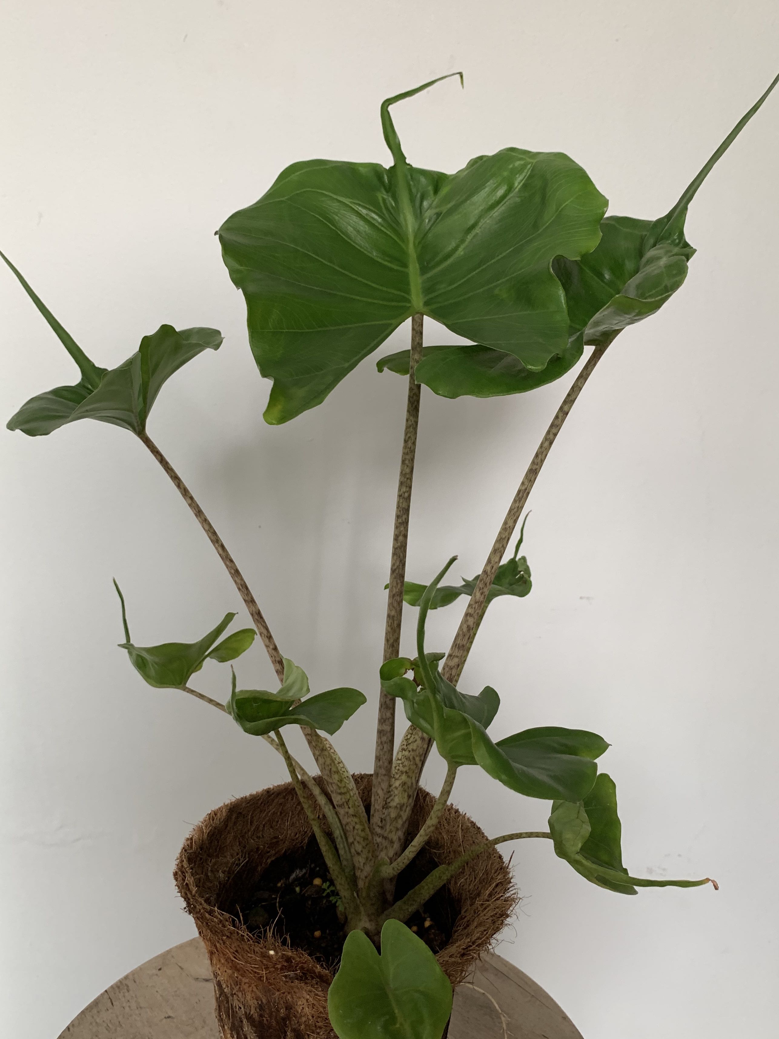 Alocasia stingray, Furniture & Home Living, Gardening, Plants & Seeds ...