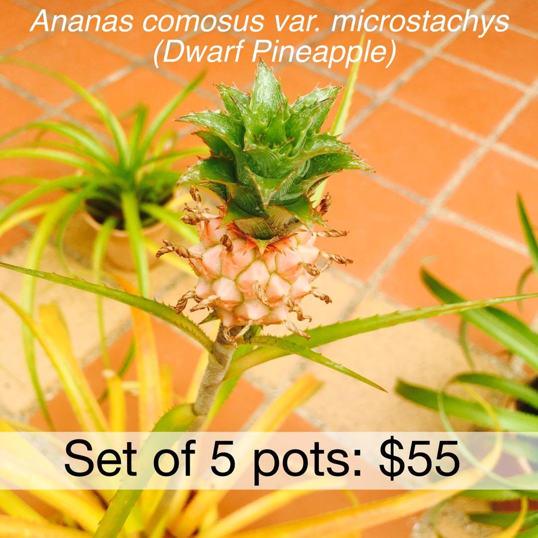 Ananas comosus var. microstachys (Dwarf Pineapple) Ananas, Furniture ...