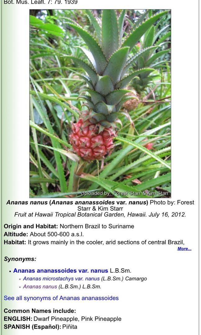 Ananas comosus var. microstachys (Dwarf Pineapple) Ananas, Furniture ...