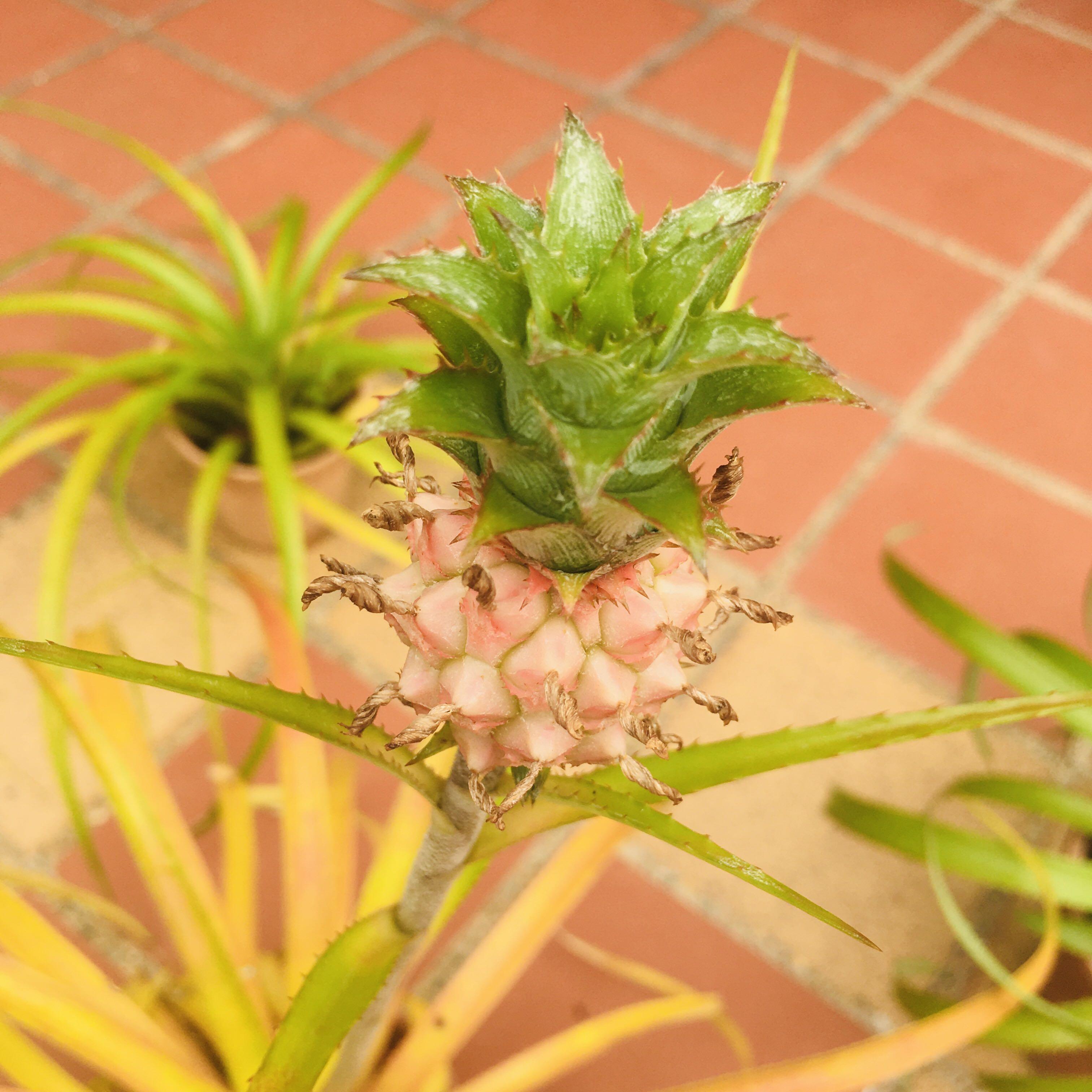 Ananas comosus var. microstachys (Dwarf Pineapple) Ananas, Furniture ...