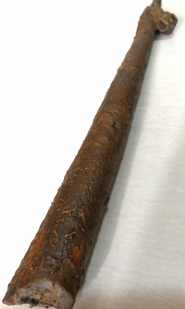 Megateuthis gigantea, Hobbies & Toys, Memorabilia & Collectibles ...