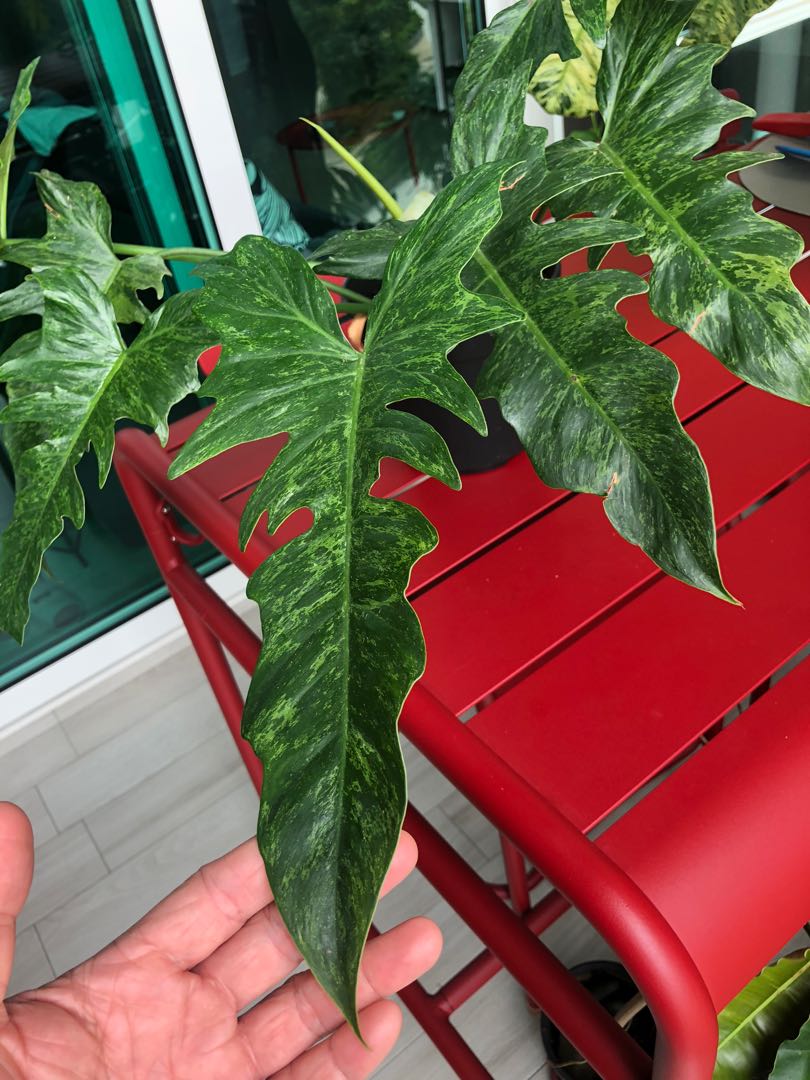 Philodendron Golden Dragon - Narrow form, Furniture & Home Living ...