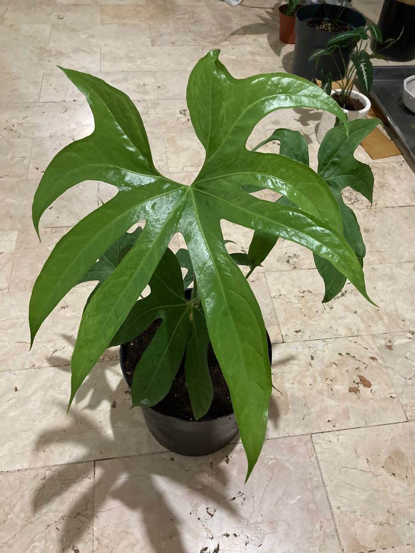 Rare philodendron mirabilis, Furniture & Home Living, Gardening, Plants ...