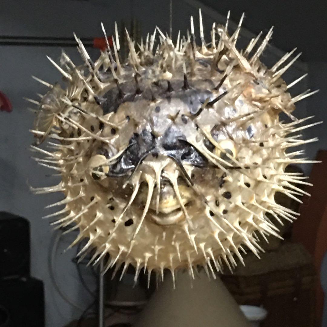 Set of 2 Genuine Puffer Fish Decor, Furniture & Home Living, Home Decor ...