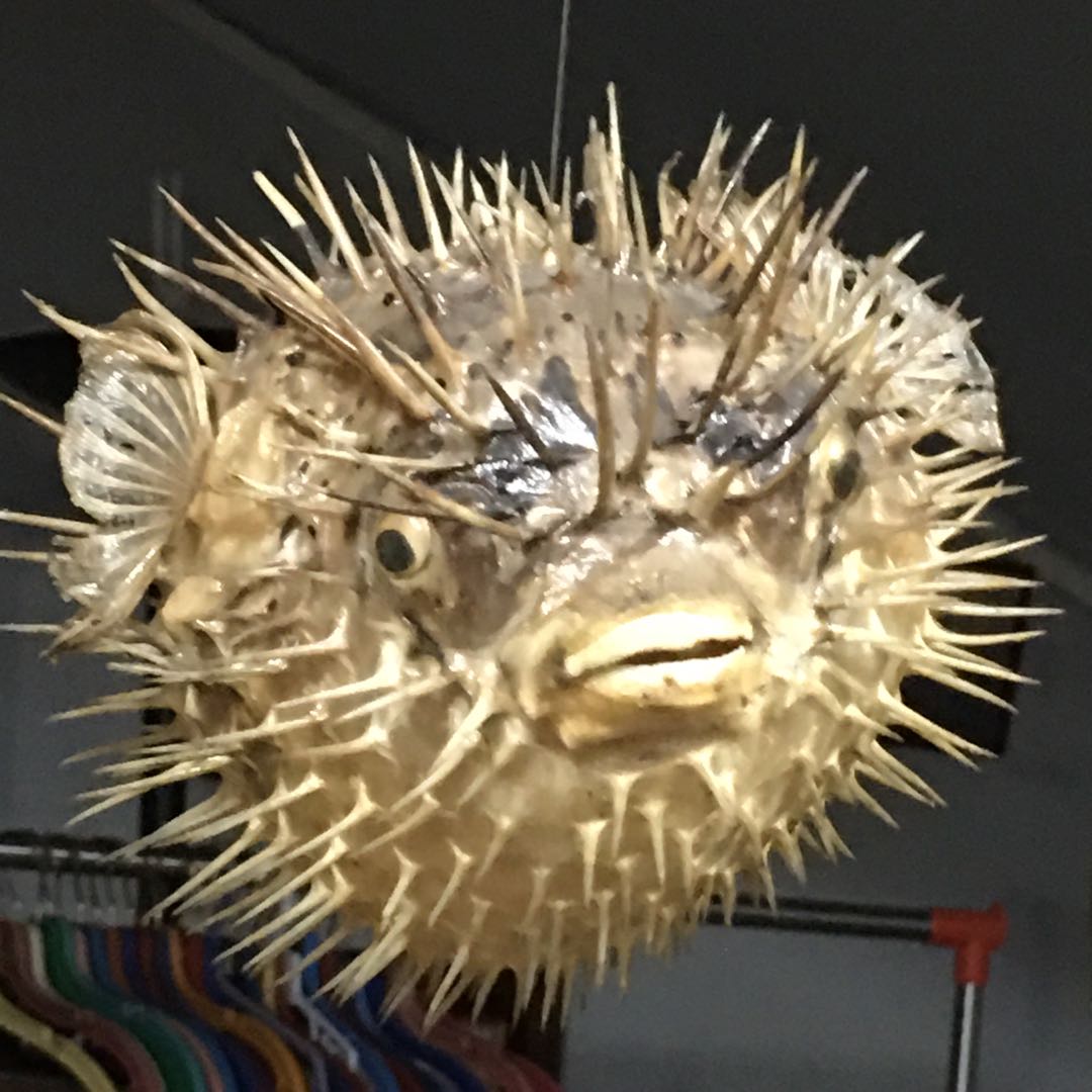 Set of 2 Genuine Puffer Fish Decor, Furniture & Home Living, Home Decor ...