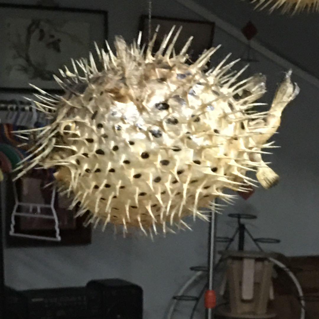 Set of 2 Genuine Puffer Fish Decor, Furniture & Home Living, Home Decor ...