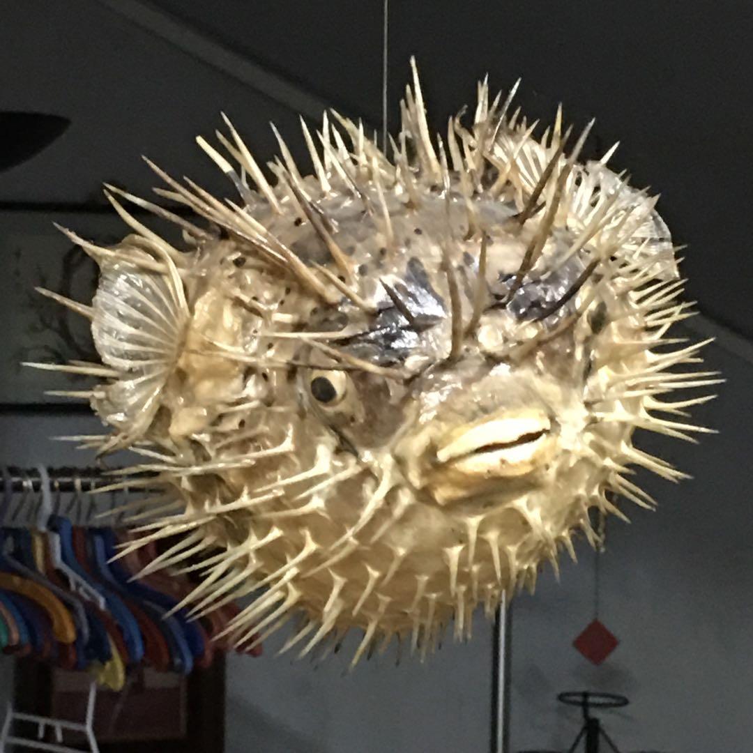 Set of 2 Genuine Puffer Fish Decor, Furniture & Home Living, Home Decor ...