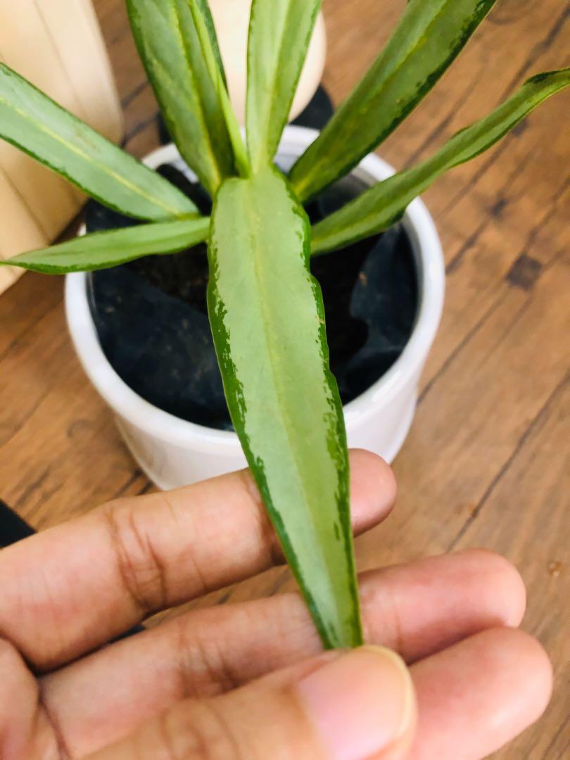 Aglaonema Cutlass Indoor Plant, Furniture & Home Living, Gardening ...