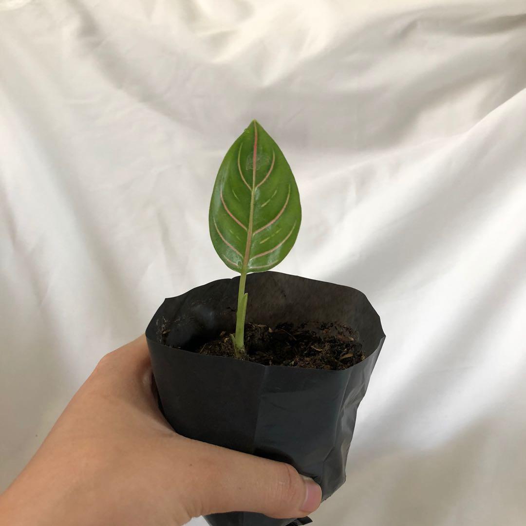 Aglaonema Rotundum Tiger, Furniture & Home Living, Gardening, Plants ...