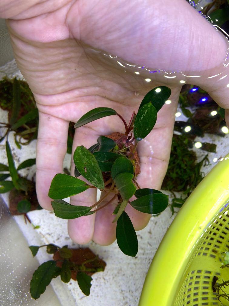 Bucephalandra sp Penelope, Furniture & Home Living, Gardening, Plants & Seeds on Carousell