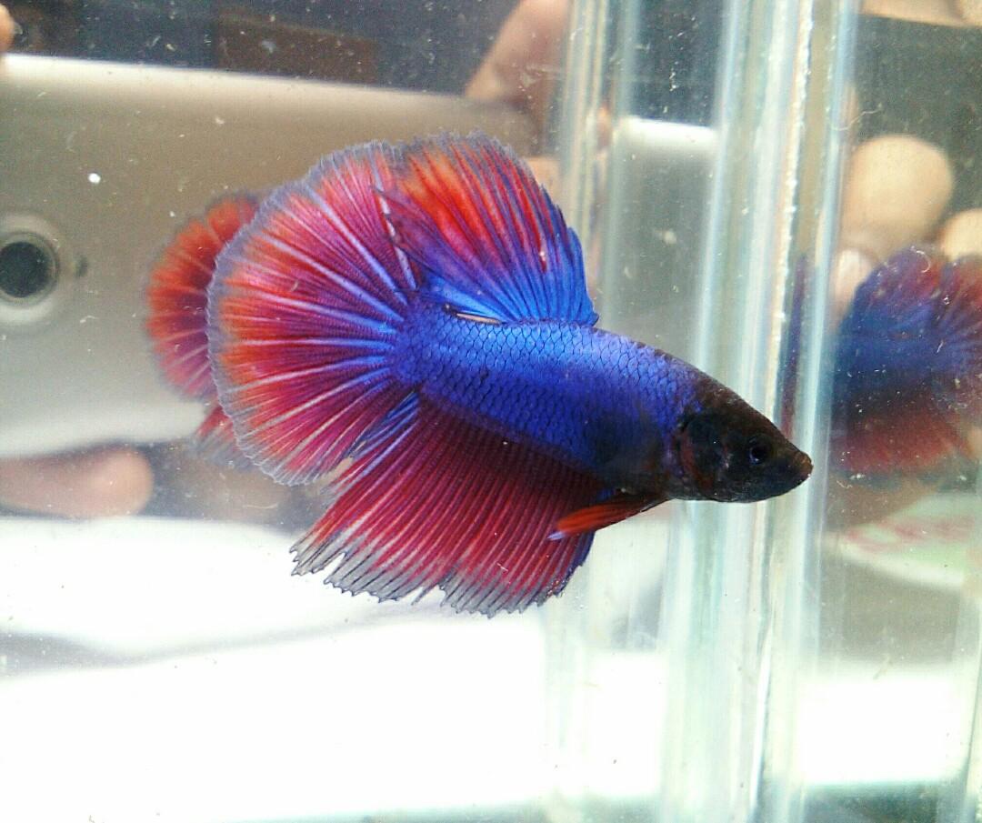 Cupang Hm : Wallpaper Ikan Cupang Ikan Cupang Hias Koi Plakat Fancy ...
