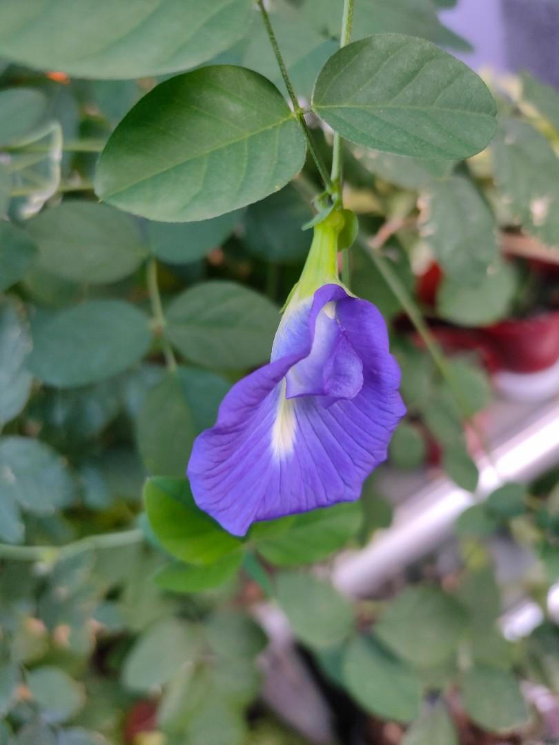 Tanaman bunga telang bunga biru butterfly pea di pot gantung dan pot ...