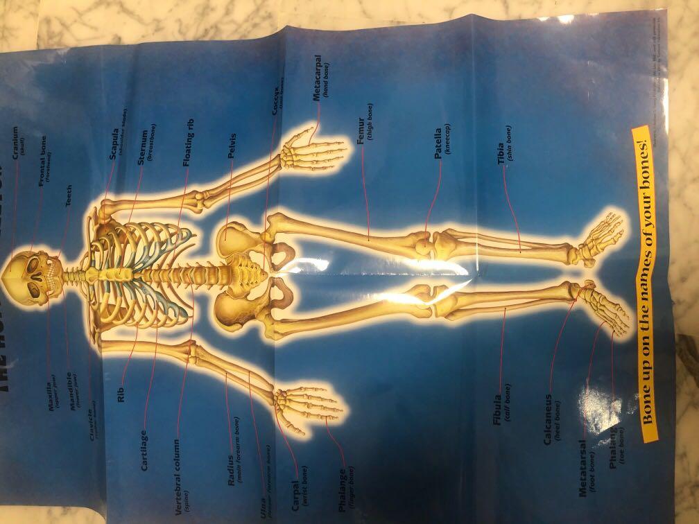 Big block Body atlas, Hobbies & Toys, Books & Magazines, Fiction & Non ...