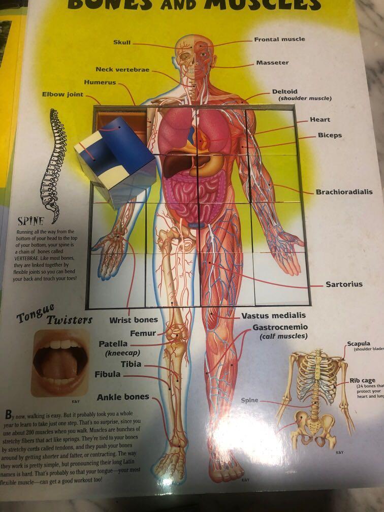 Big block Body atlas, Hobbies & Toys, Books & Magazines, Fiction & Non ...