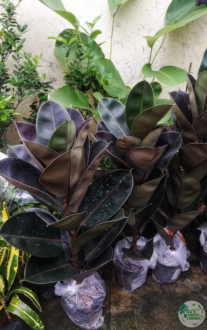BLACK PRINCE RUBBER TREE US VARIETY on Carousell