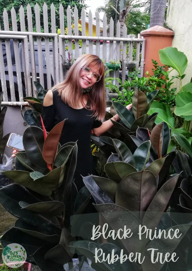 BLACK PRINCE RUBBER TREE US VARIETY on Carousell