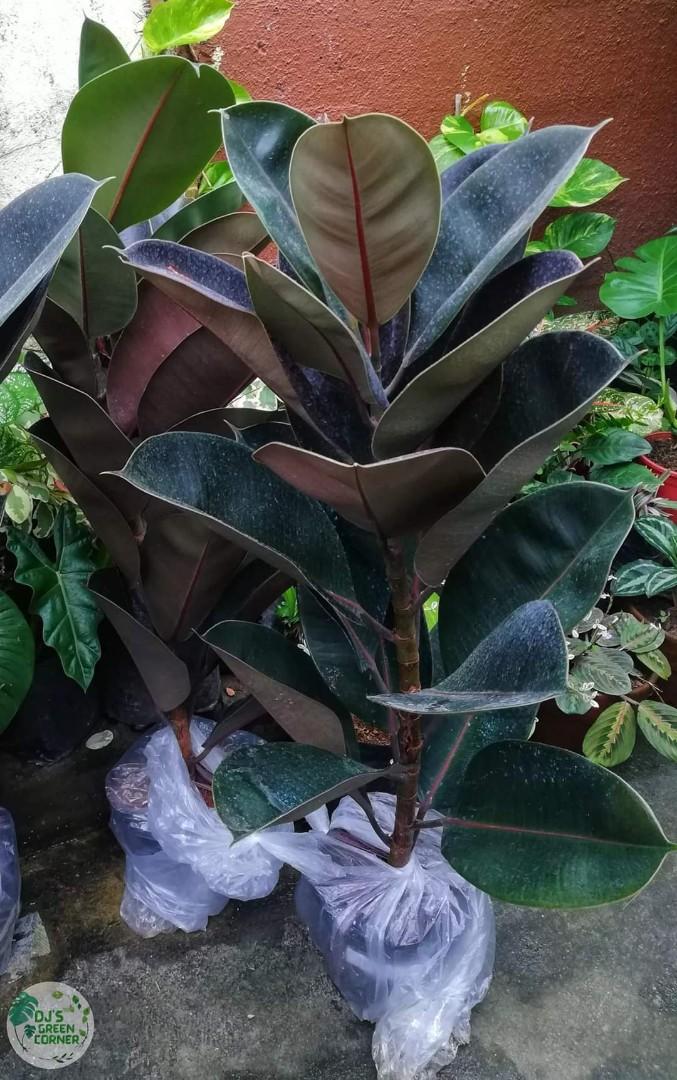 BLACK PRINCE RUBBER TREE US VARIETY on Carousell