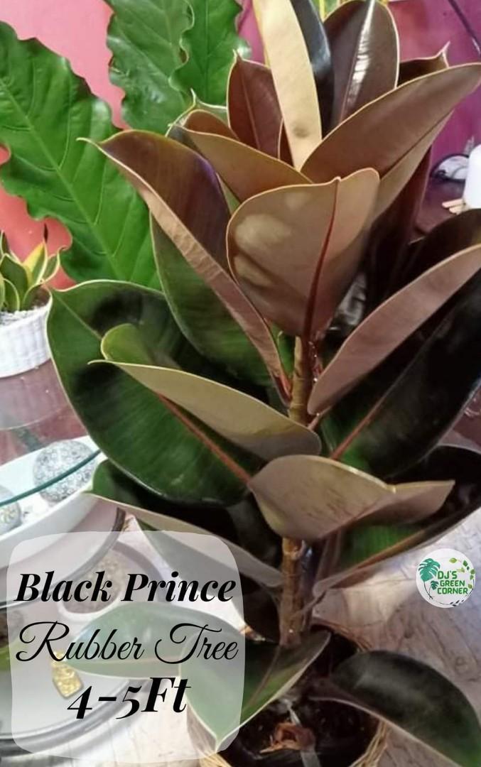 BLACK PRINCE RUBBER TREE US VARIETY on Carousell