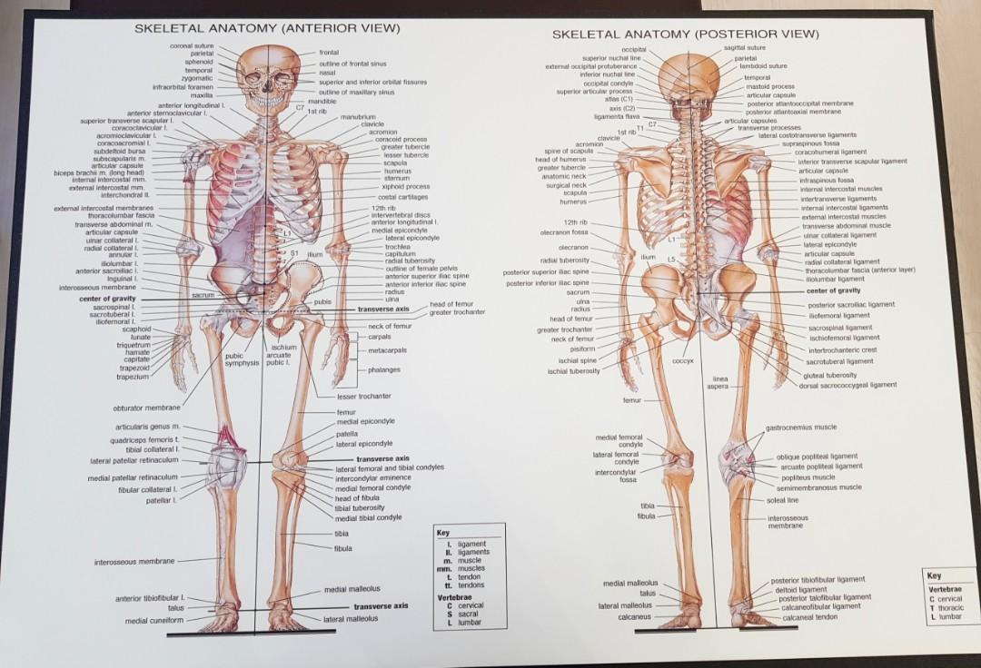 Anatomy Chart, Hobbies & Toys, Books & Magazines, Assessment Books on ...