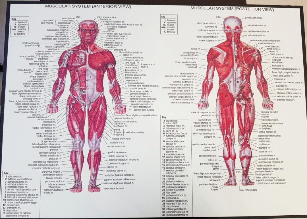 Anatomy Chart, Hobbies & Toys, Books & Magazines, Assessment Books on ...