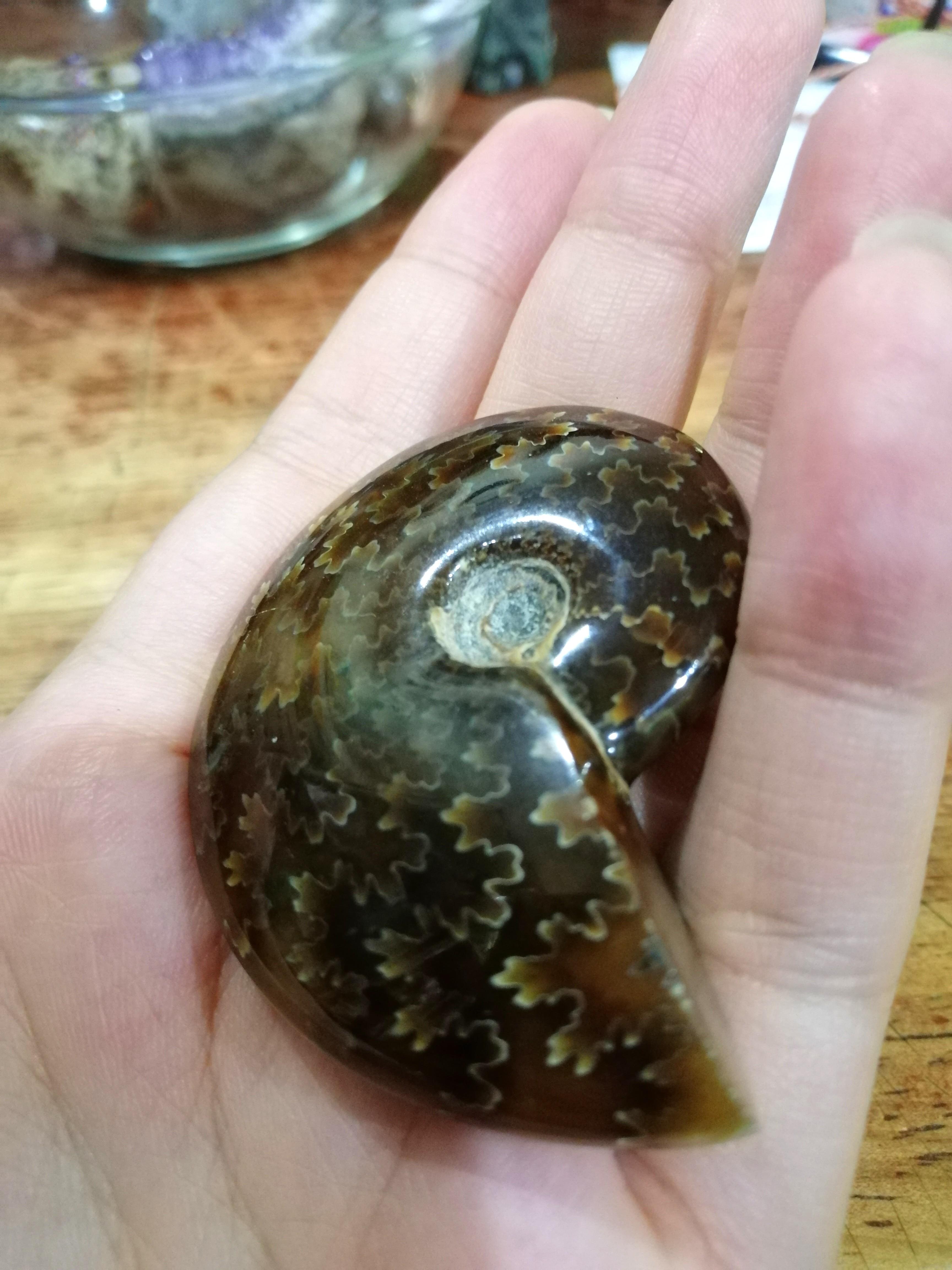 Madagascar Ammonite Fossil Crystal , Everything Else, Others on Carousell