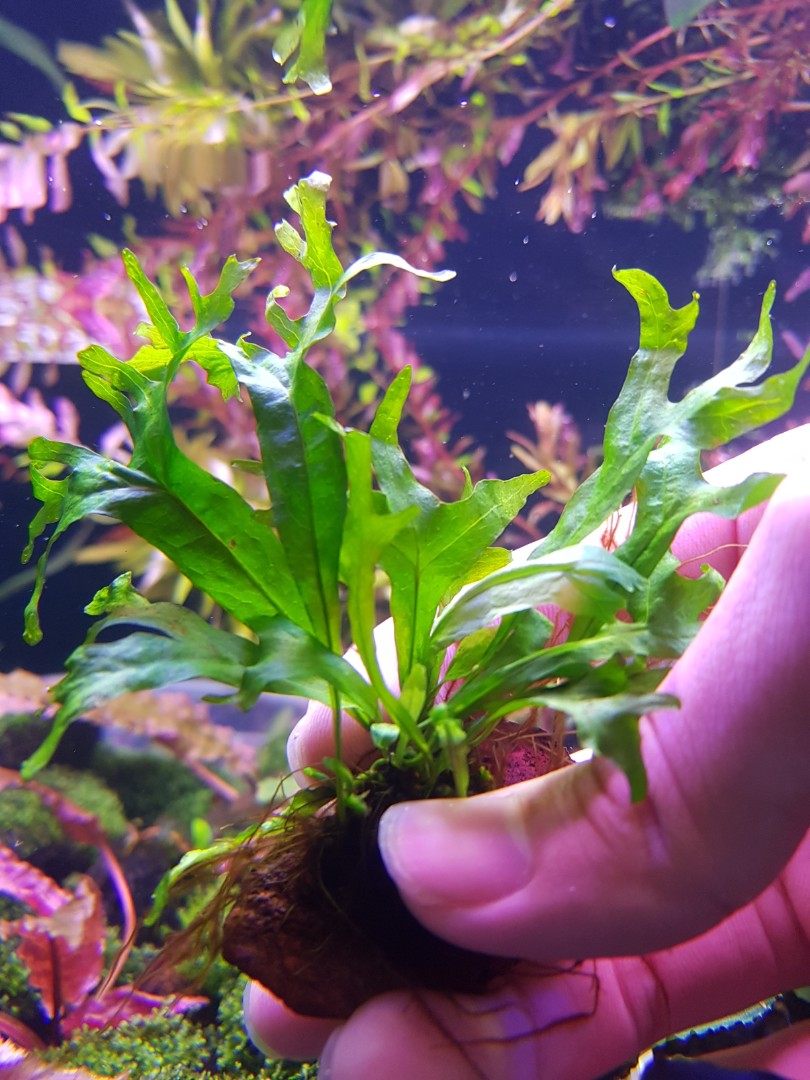 Rare Thor's hammer Fern, Furniture & Home Living, Gardening, Plants ...