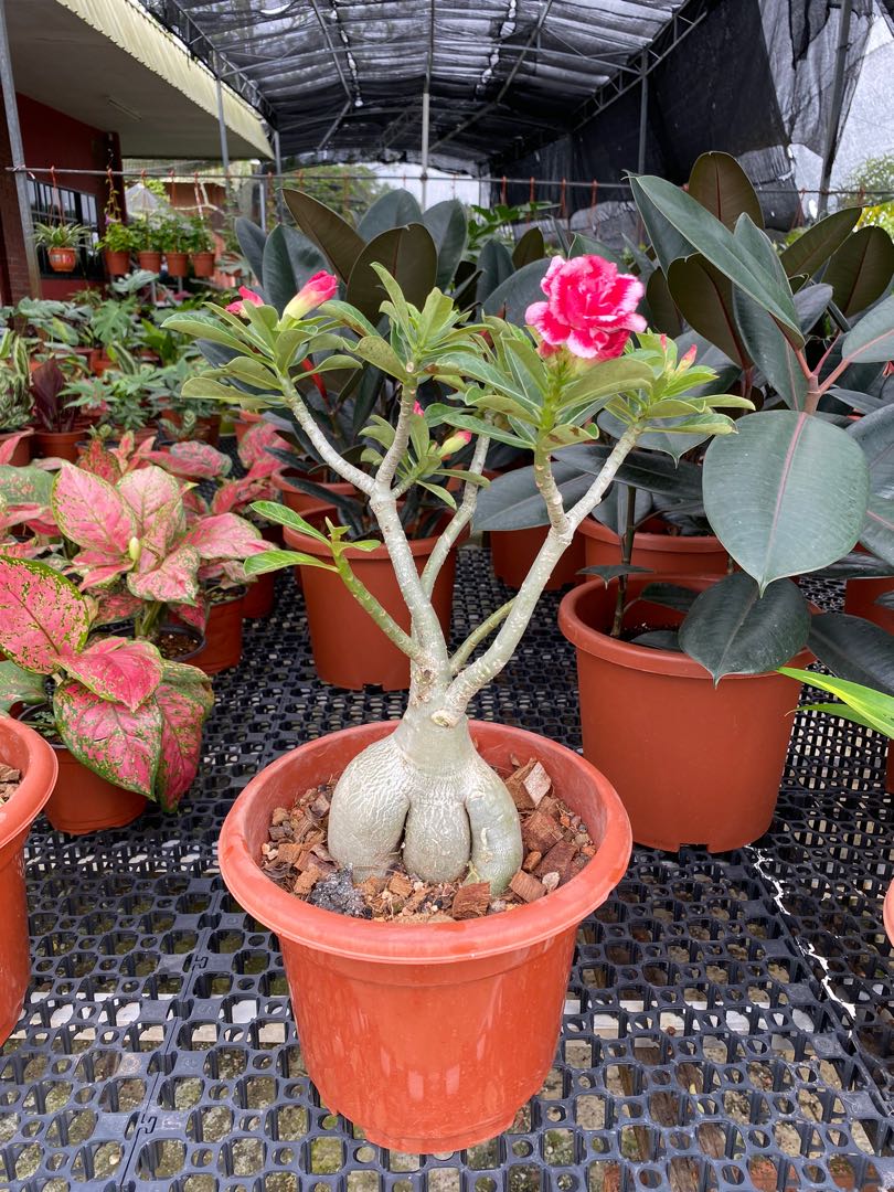 Pretty Adenium with big caudex, Furniture & Home Living, Gardening ...
