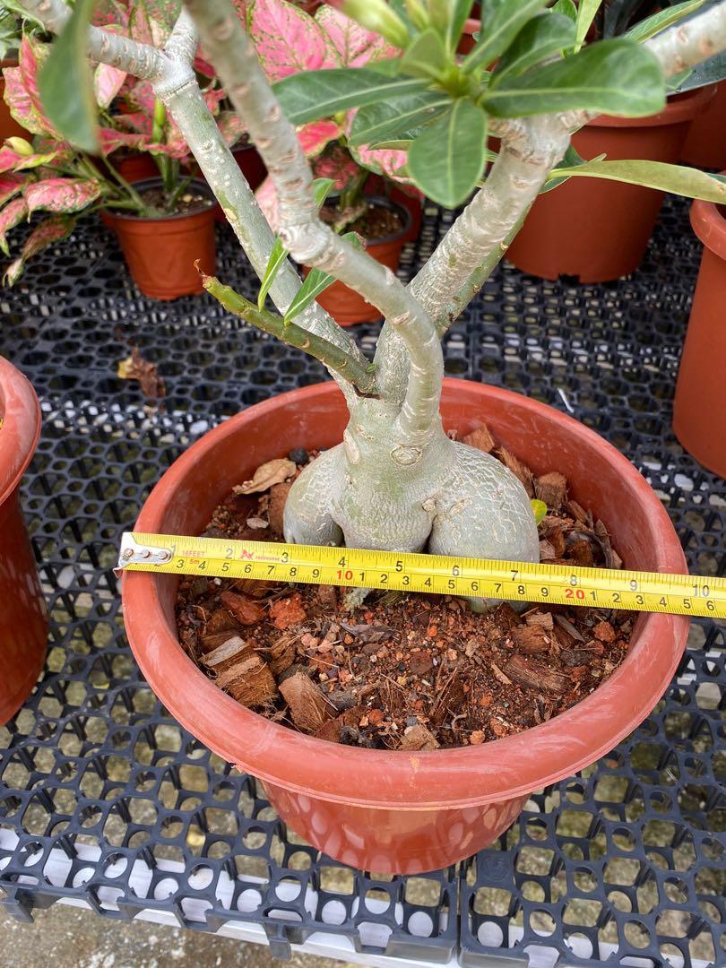 Pretty Adenium with big caudex, Furniture & Home Living, Gardening ...