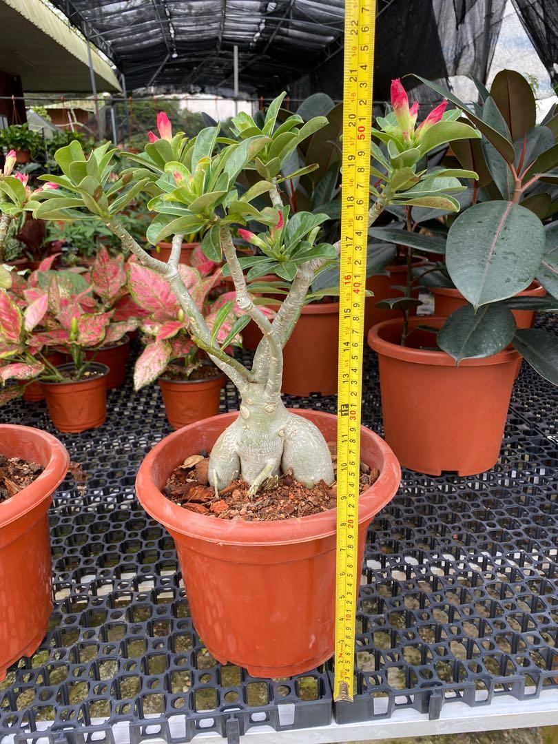 Pretty Adenium with big caudex, Furniture & Home Living, Gardening ...