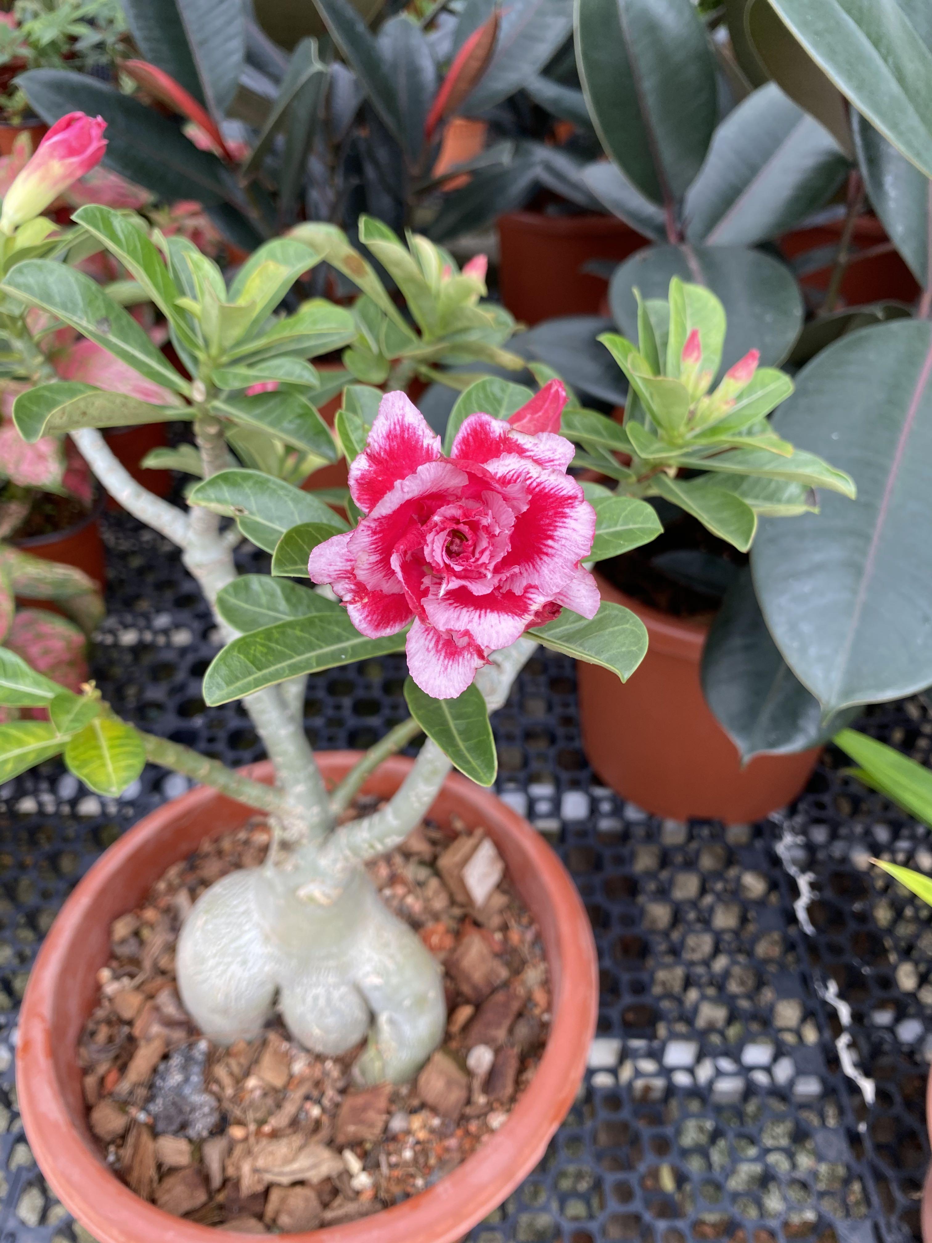 Pretty Adenium with big caudex, Furniture & Home Living, Gardening ...