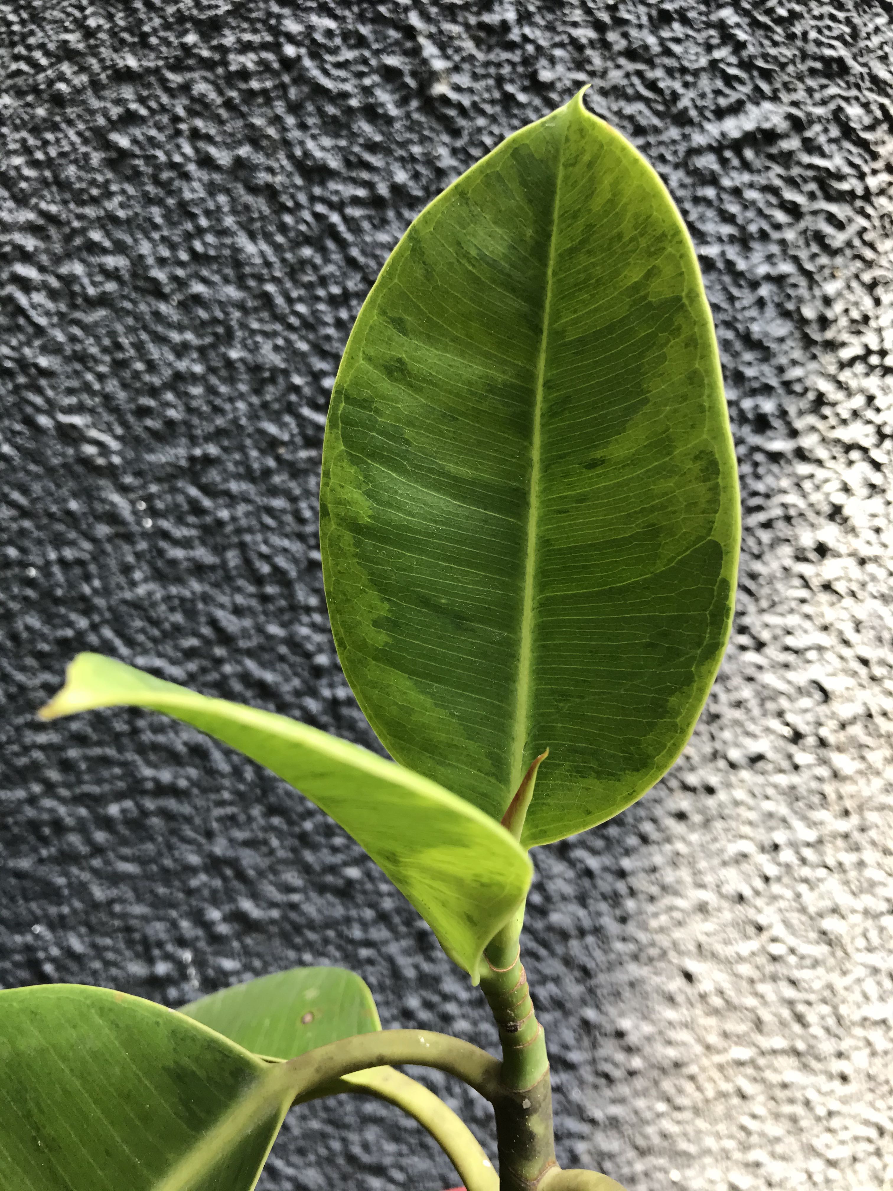 SALE Rare Shivereana Rubber Tree Variegated Ficus Elastica Indoor ...