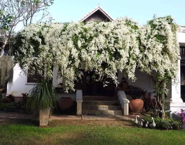 Pokok Bunga Wangi Snow Vine Porana Volubilis, Furniture & Home Living ...