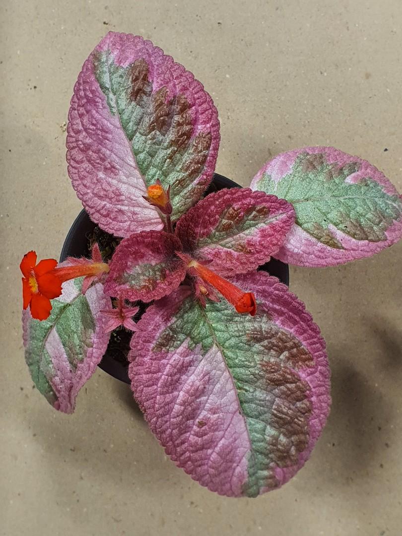 Episcia cleopatra, Furniture & Home Living, Gardening, Plants & Seeds ...