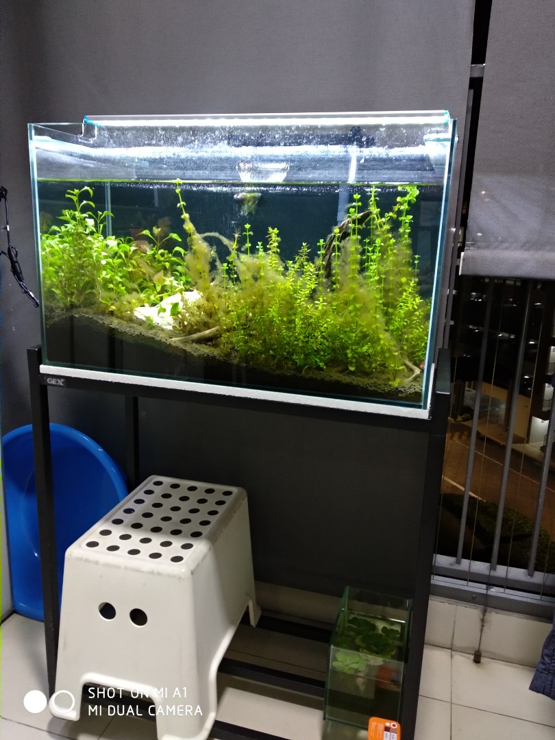 Fish tank complete set 2ft x 1ft x 1ft, Pet Supplies, Homes & Other Pet ...